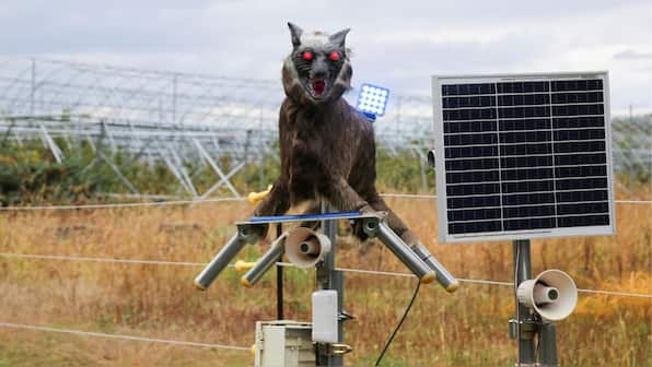Why ‘monster’ robot wolves are deployed across farms and schools in ...