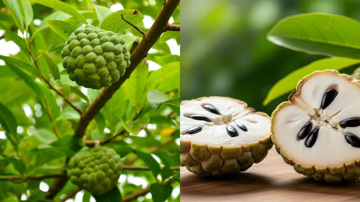 Custard Apple City of India: Which city holds this title and why ...