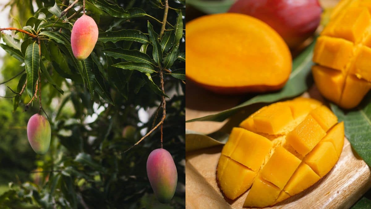 Which city is famous for Alphonso mangoes? – Firstpost