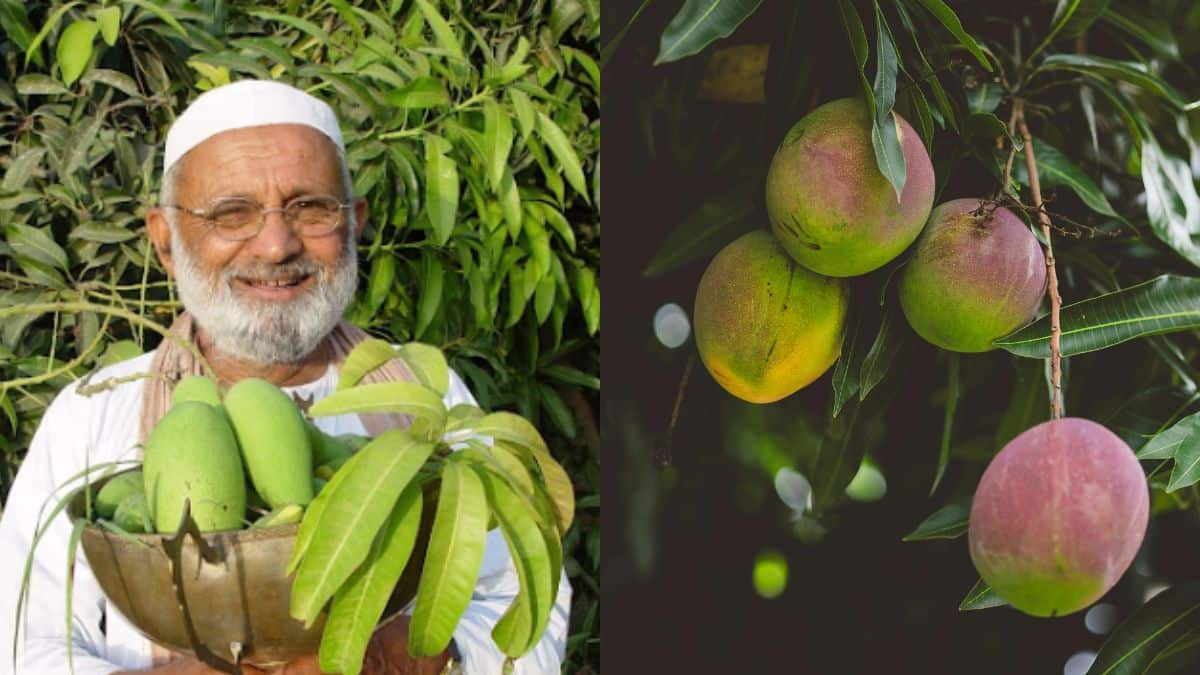 Mango Man of India: UP man grows 300 different mangoes on a single tree ...