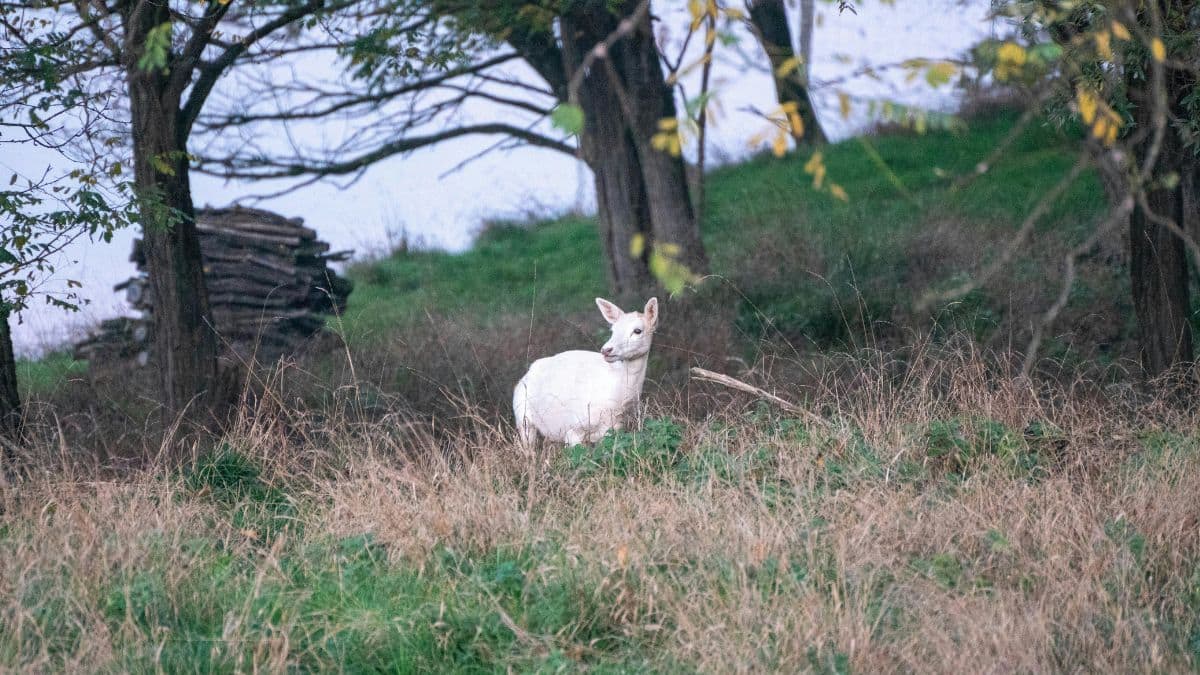 Rare white albino hog deer spotted in Kaziranga and why this sighting ...