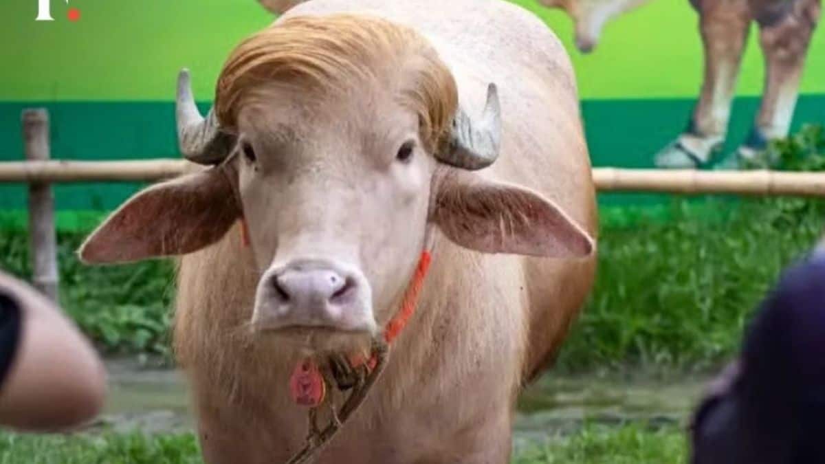 Iran mocks Trump with viral Bangladeshi buffalo video amid tensions ...