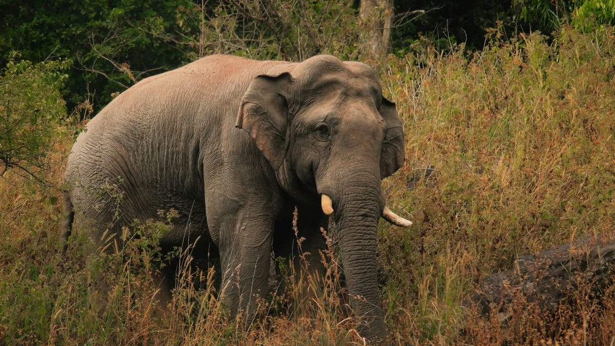 Male elephants are far more social than we thought – Firstpost