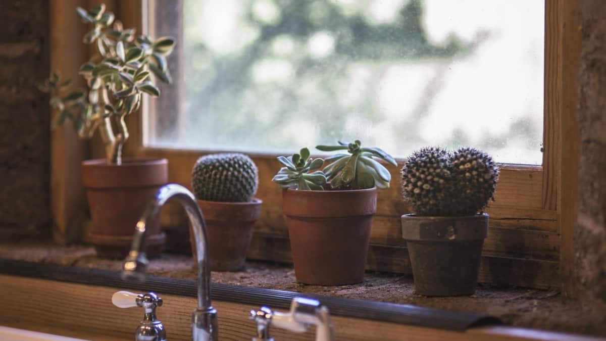 Summer plant care: 5 easy ways to protect indoor plants from extreme ...