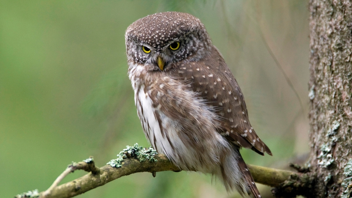 7 incredible animals that fool enemies with fake eyes – Firstpost