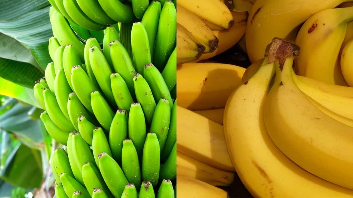 Which city is called the Banana Capital of India? – Firstpost