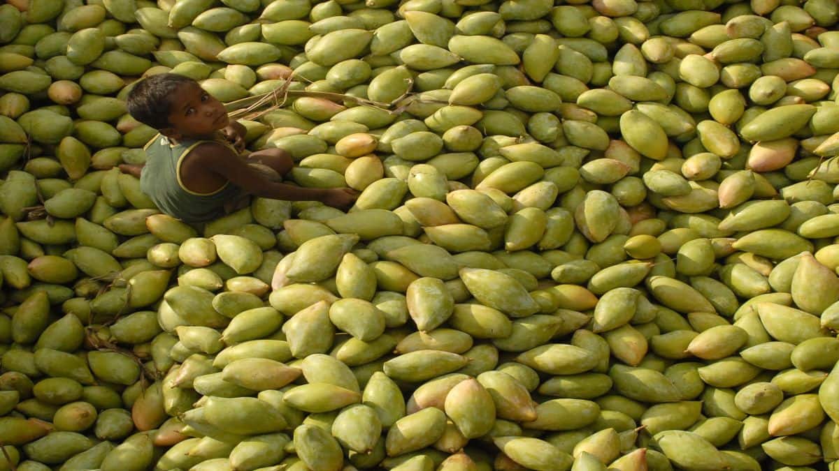 Why Japan has banned the Indian mango after 20 years – Firstpost