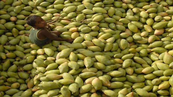 Why Japan has banned the Indian mango after 20 years – Firstpost