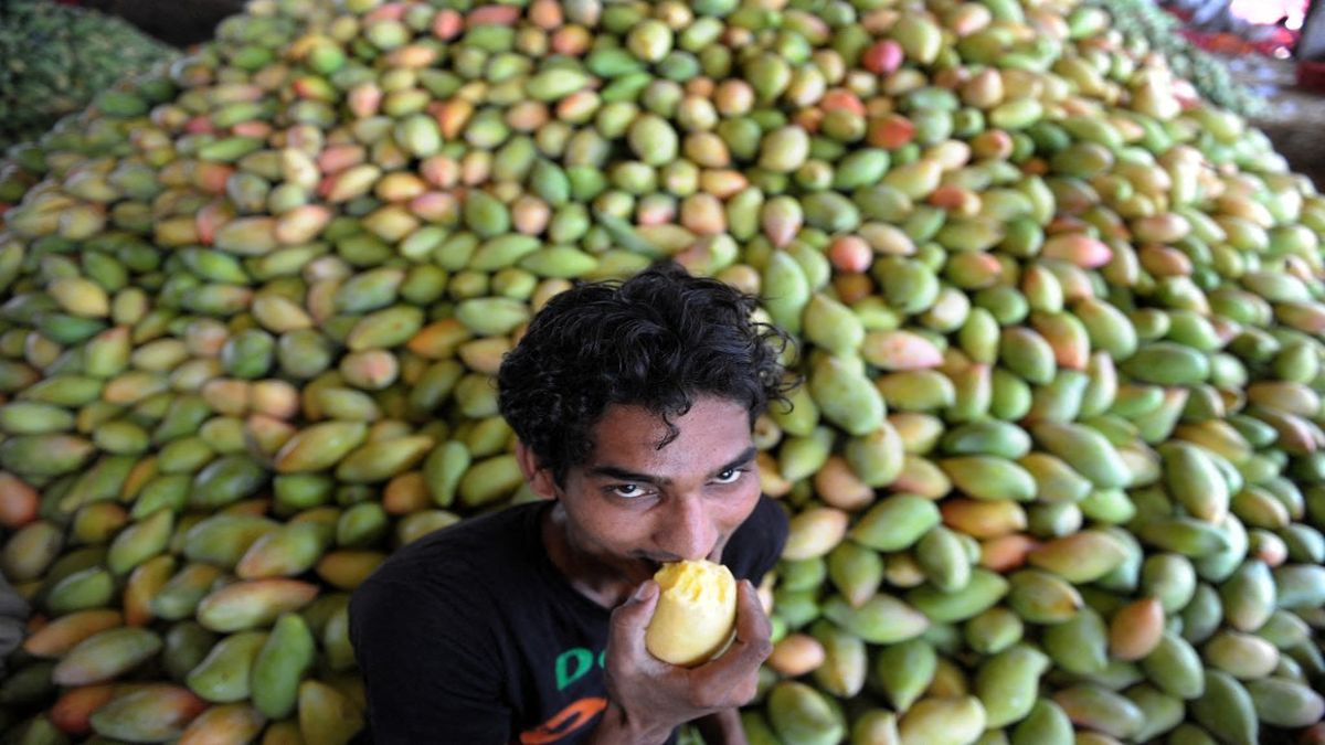 Why Japan has banned the Indian mango after 20 years – Firstpost