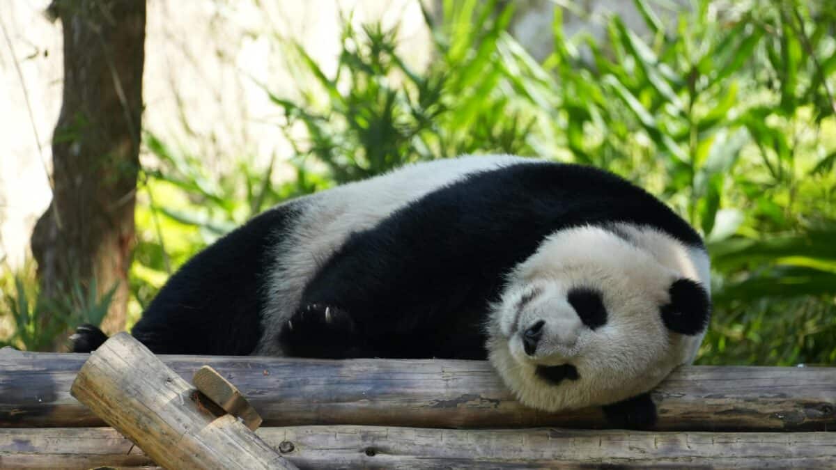 Why every giant panda on Earth belongs to just one country – Firstpost