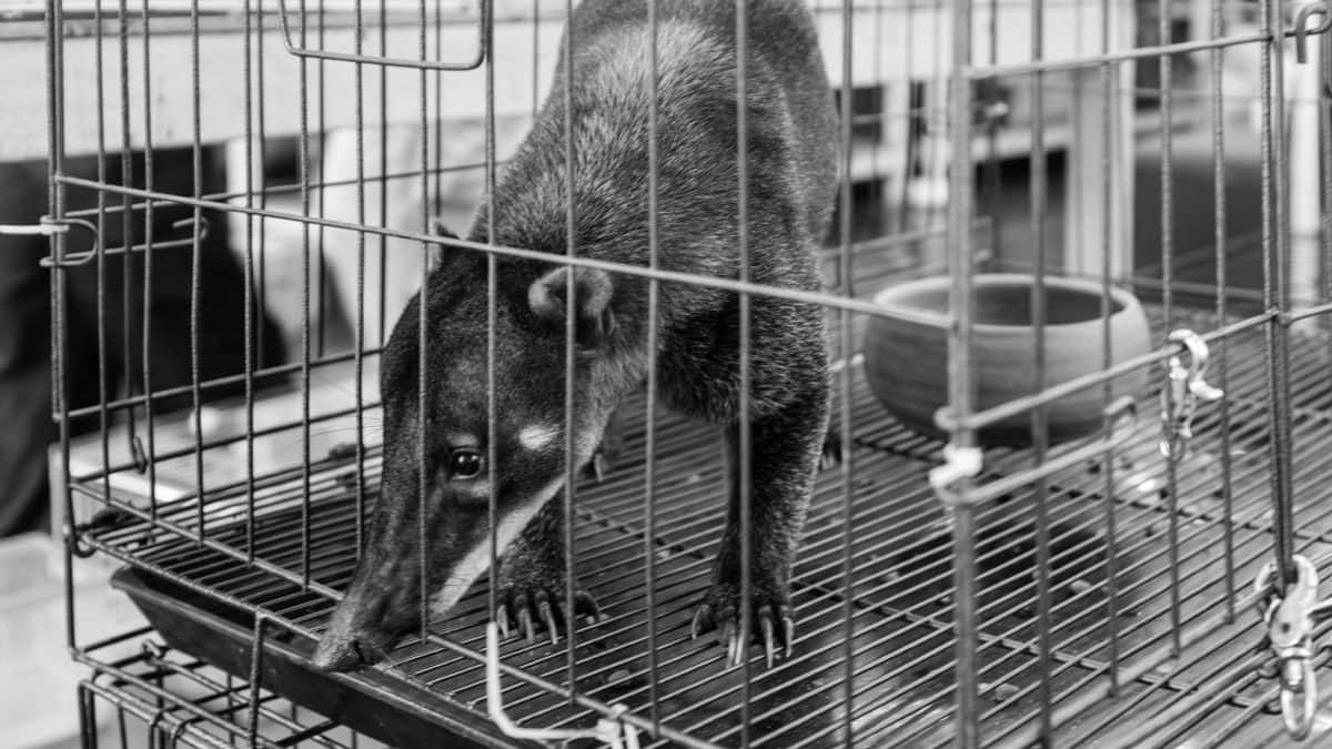 Facebook is fuelling a $65 million trade in endangered wildlife – Firstpost