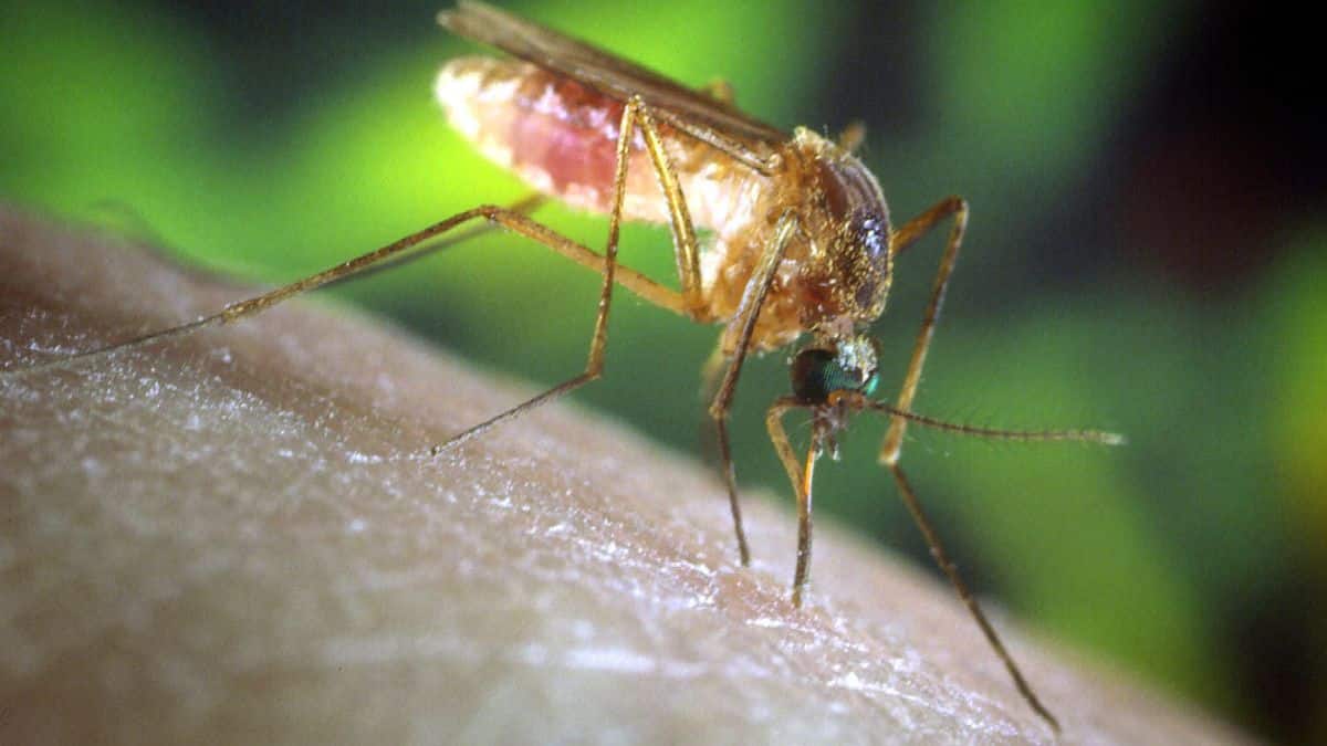 Project Debug: Why Google wants to release 32 million lab-bred ...