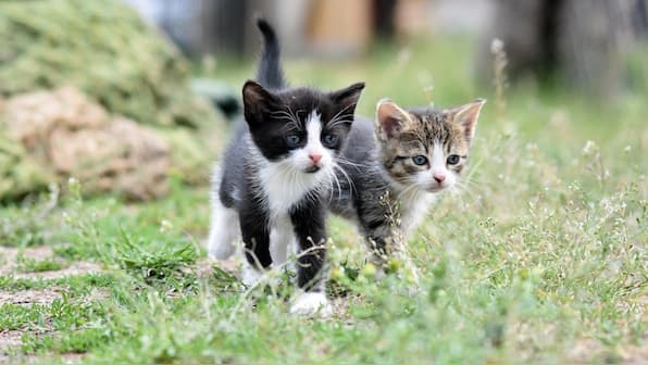 Are male cats really more affectionate? What studies and experts say ...