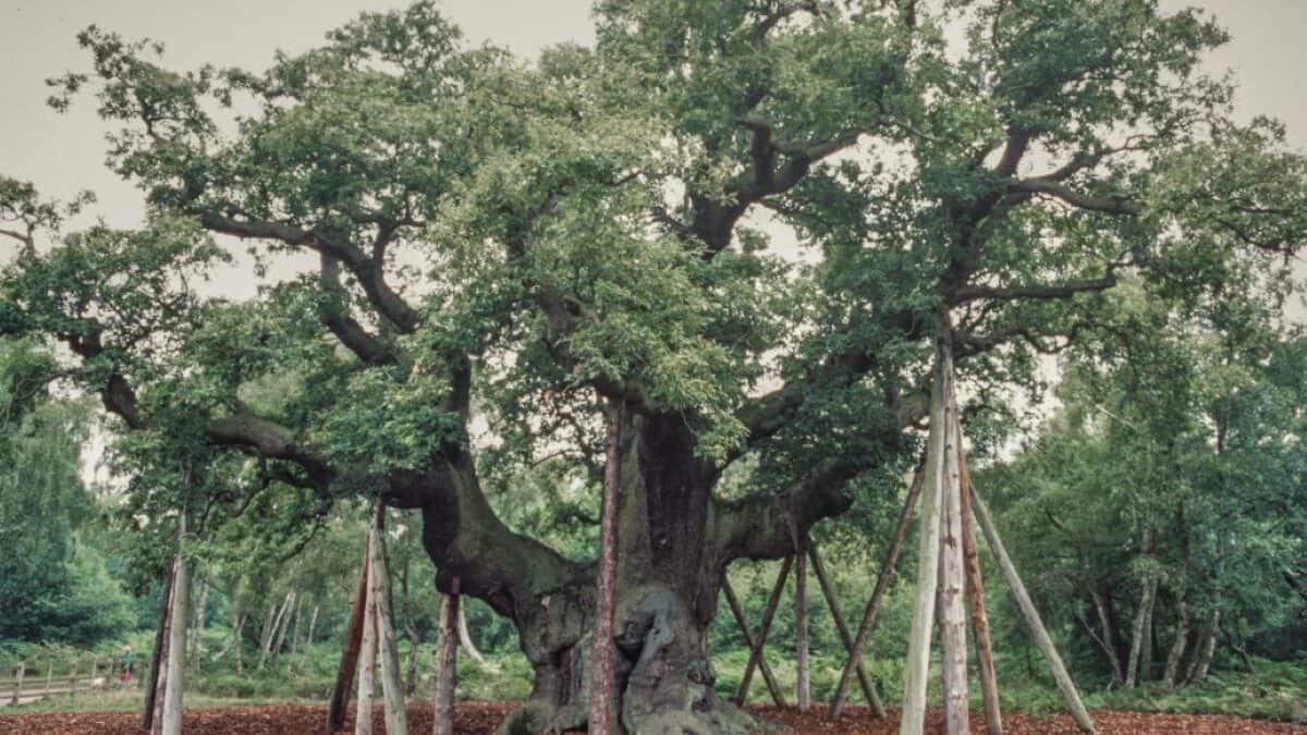 Major Oak: The Sherwood Forest tree that outlived the Robin Hood legend ...