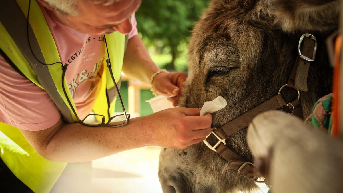 How donkey therapy is helping patients in Paris – Firstpost