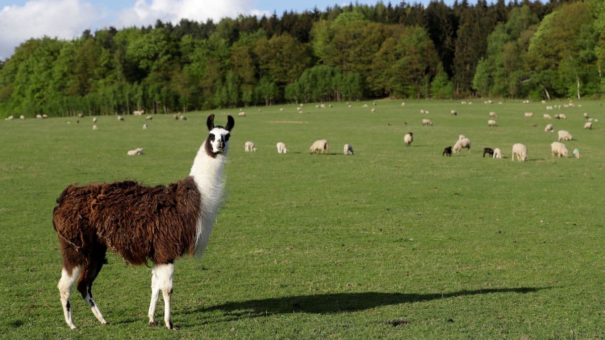 Which country is famous for llamas? – Firstpost