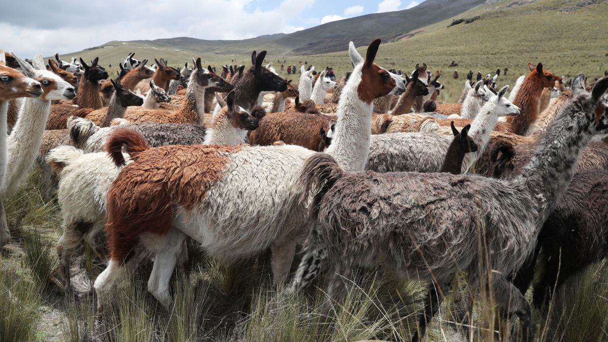 Which country is famous for llamas? – Firstpost