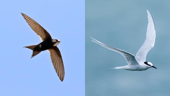 10 birds that sleep while flying, cover long distance without stopping ...