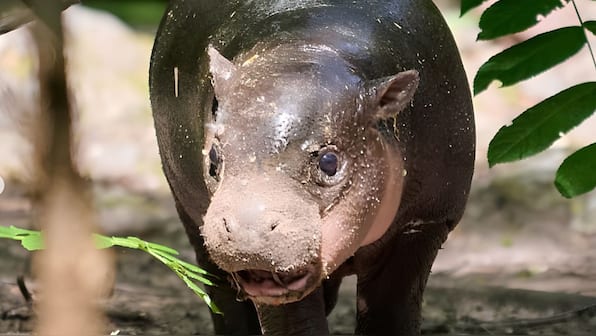Meet Brotchen, the baby hippo melting hearts at Berlin Zoo – Firstpost