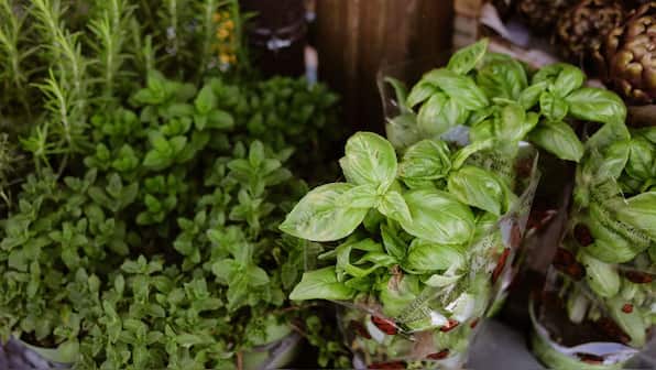 7 herbs to grow at home that can instantly improve your cooking – Firstpost