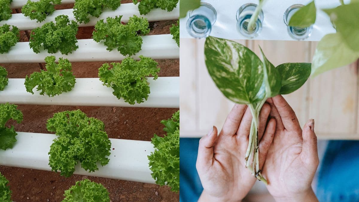 How to start a hydroponic garden at home: A beginner's step-by-step ...