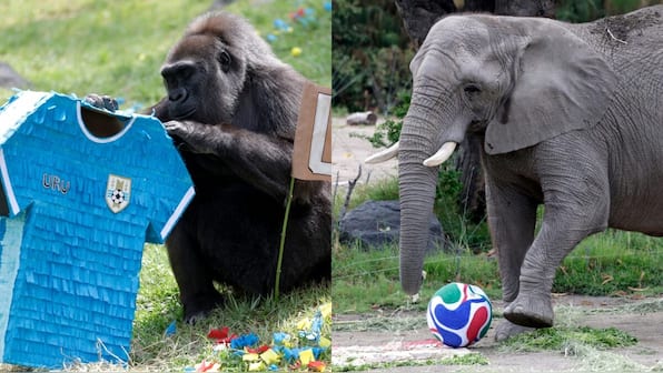 Animals turn pundits at Mexico zoo as they predict FIFA World Cup 2026 ...