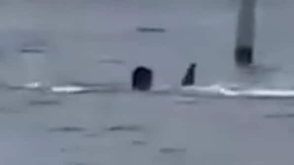 Captured on camera: Man battles shark to escape attack in Florida’s St ...