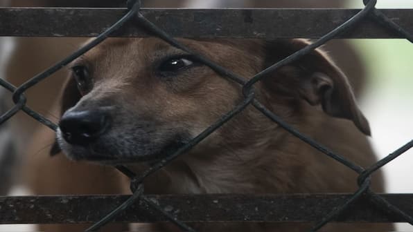 Mexico and Brazil are quarrelling over a dog breed. Here’s why – Firstpost