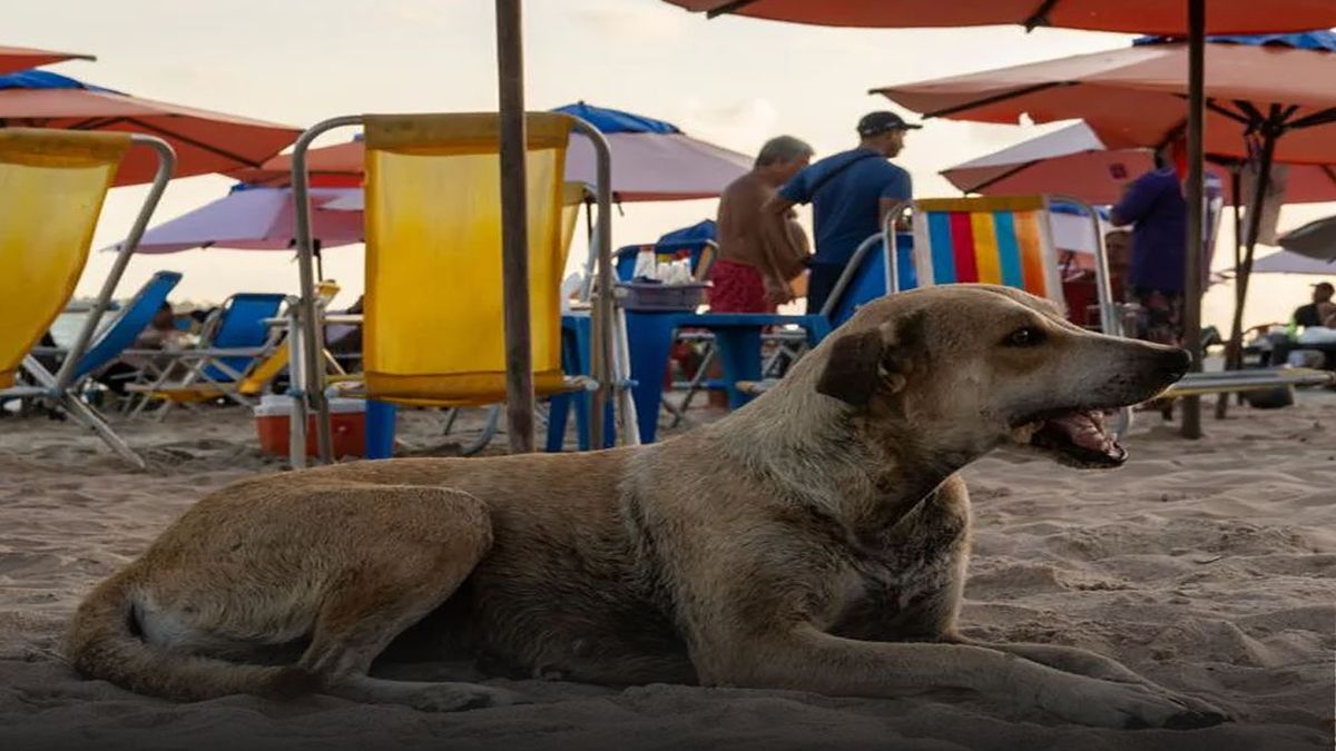 Mexico and Brazil are quarrelling over a dog breed. Here’s why – Firstpost