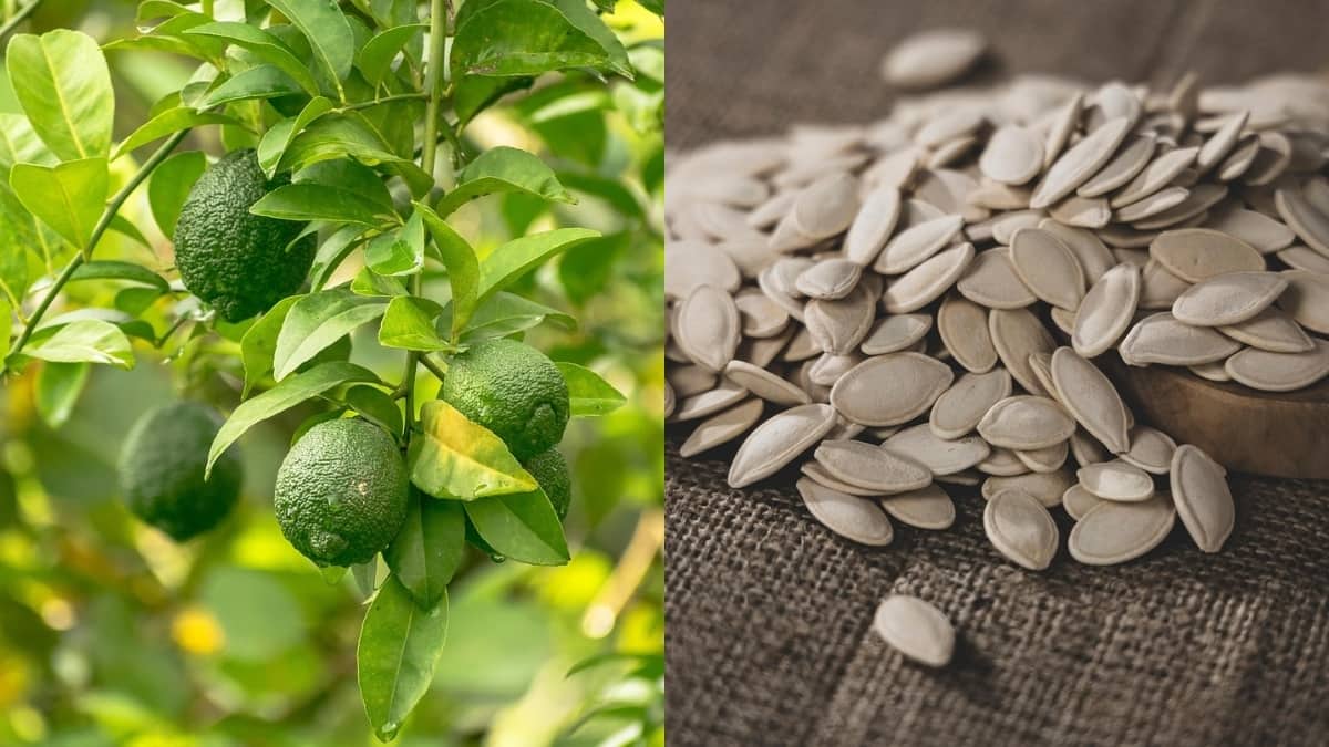 5 vegetables you can easily grow in your home garden – Firstpost