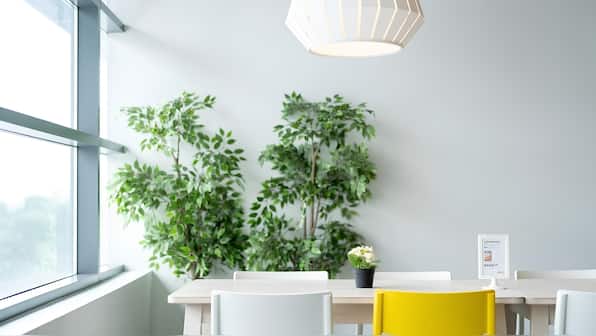 5 indoor plants for dusty Indian cities that help improve air quality ...