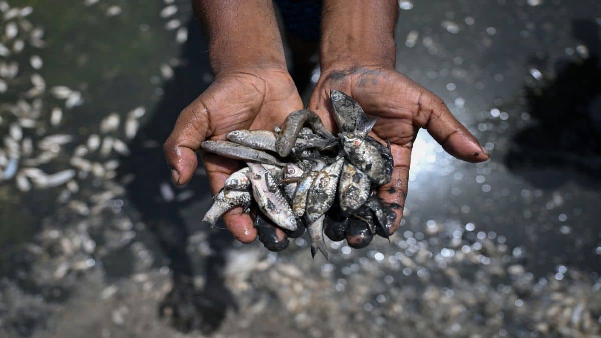 How El Niño could raise a stink for India’s fishing business – Firstpost