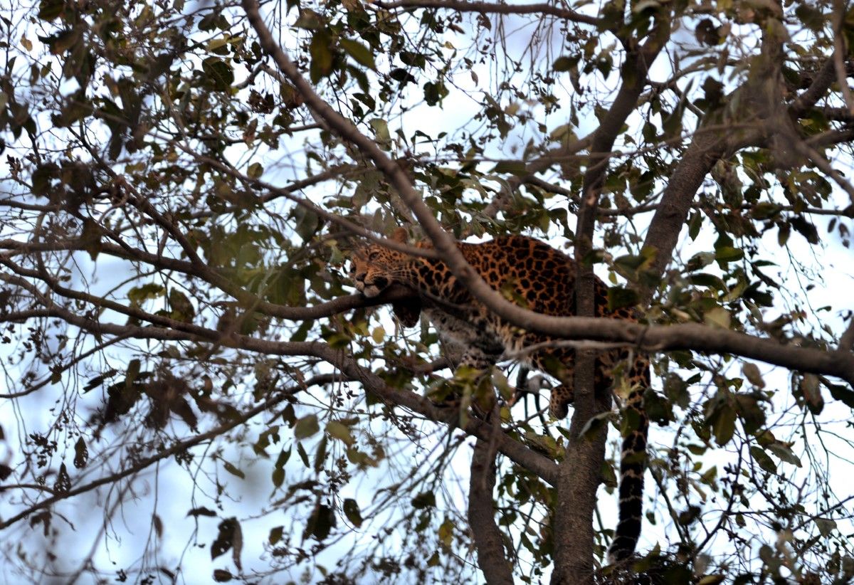 Snow leopards, wolves and leopards coexist in Himalayas by hunting ...