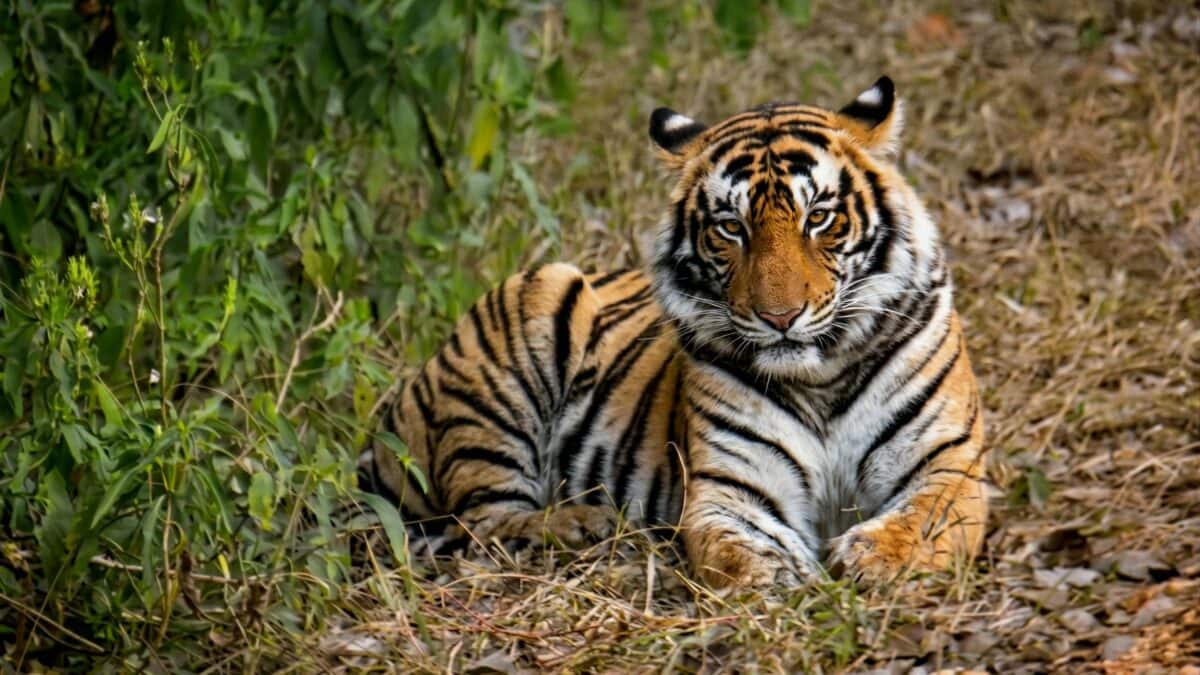 Top tiger reserves in India known for Royal Bengal Tiger sightings ...