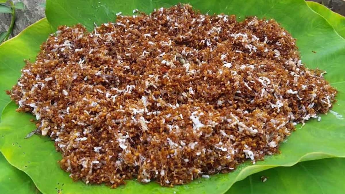 Gordon Ramsay's love for Jharkhand's red ant chutney brings focus back ...