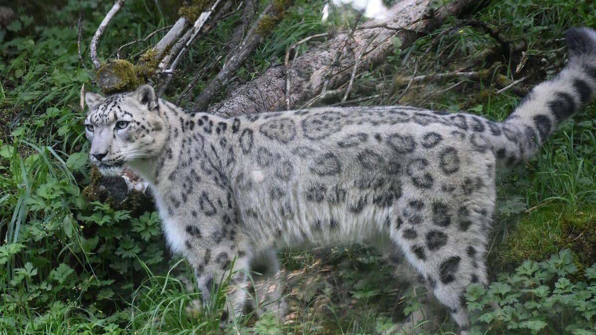Snow leopards, wolves and leopards coexist in Himalayas by hunting ...