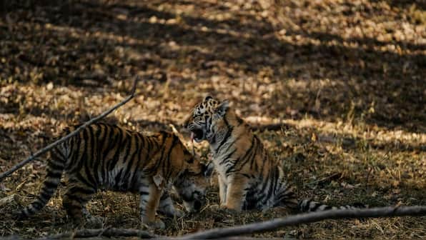 Cambodia plans tiger reintroduction with Bengal Tigers from India, but ...