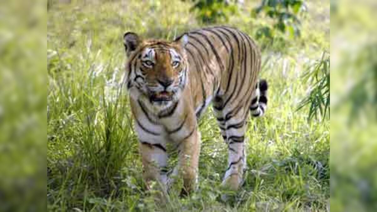 Watch: Royal Bengal Tiger swims for hours in Brahmaputra river ...