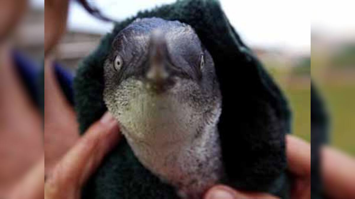 Penguins in New Zealand rescued from oil spill – Firstpost