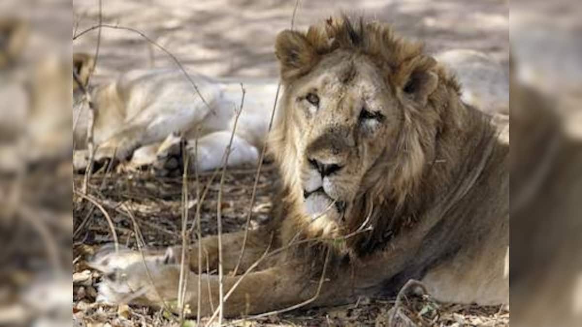 Gir Lion Project: a rare conservation success story – Firstpost