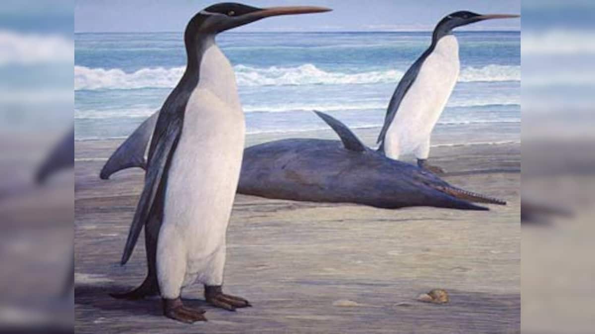 Meet Kairuku, the giant prehistoric penguin – Firstpost