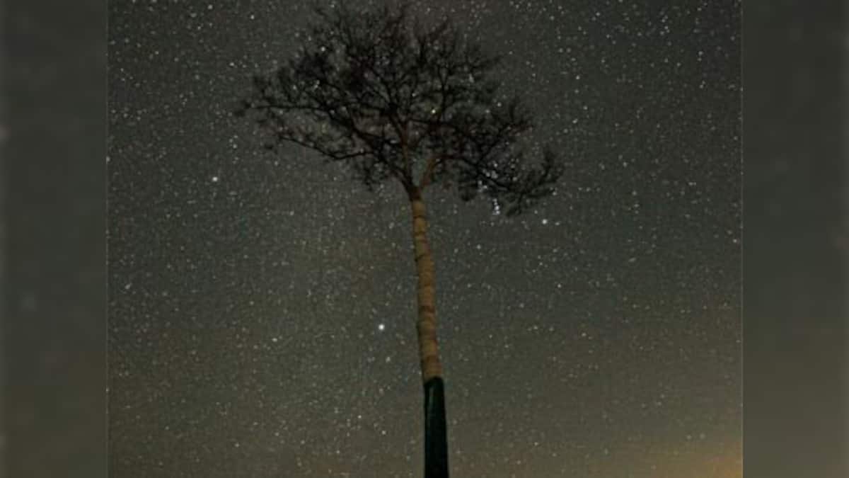 'Miracle' pine tree that survived Japan tsunami is dying – Firstpost