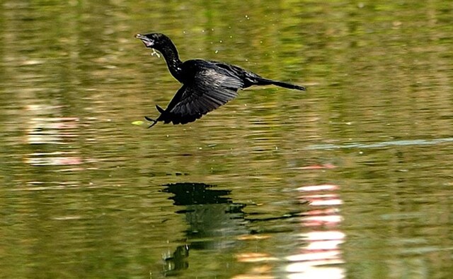 Images: Flights of fantasy at Vedanthankal bird park - Photos News ...