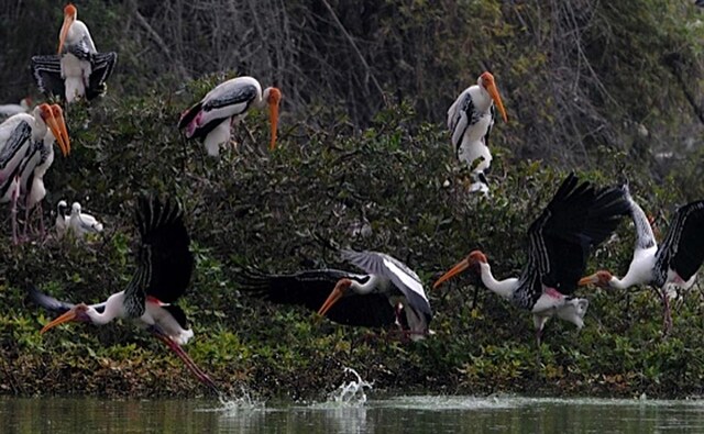 Images: Flights of fantasy at Vedanthankal bird park - Photos News ...