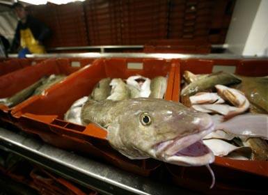 For the love of cod, Gulf of Maine catch quota cut – Firstpost