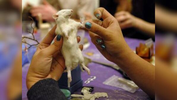 Scientists 'switch off' brain cell death in mice – Firstpost