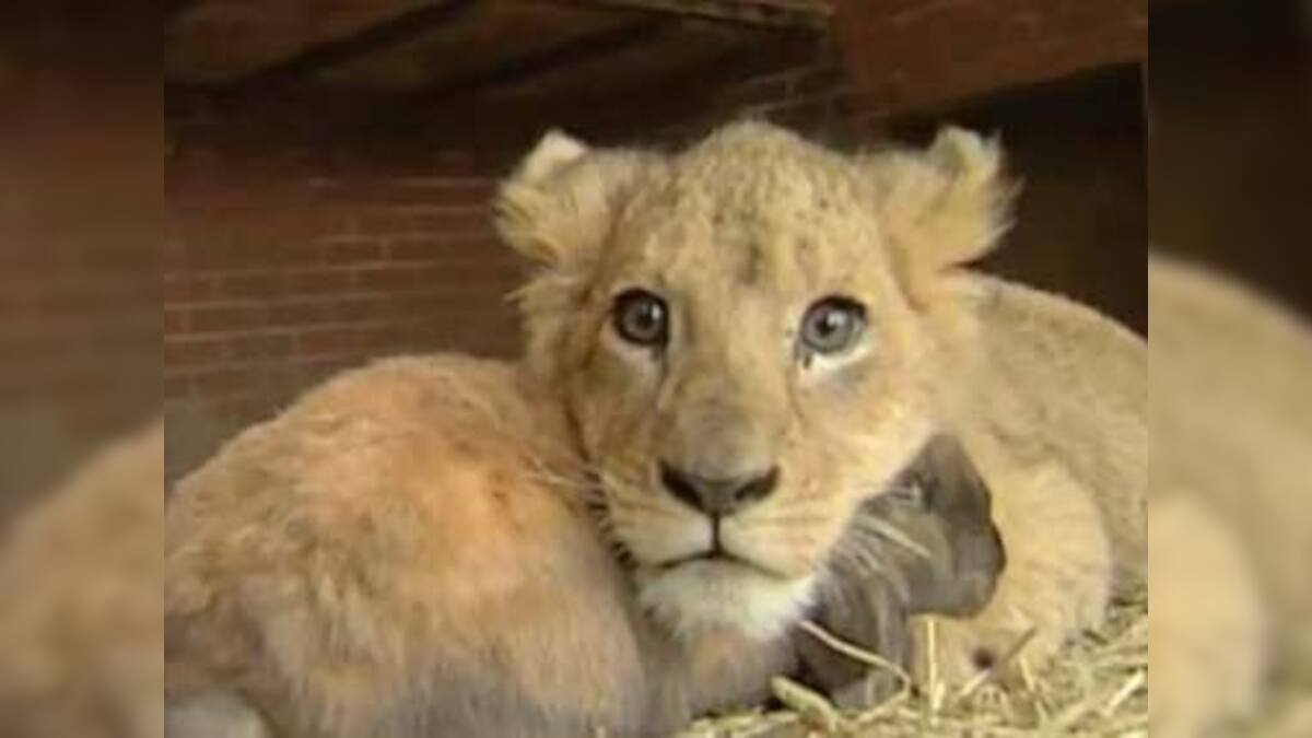 Sunday Video: Lion cub, rabbit and dog are best friends – Firstpost