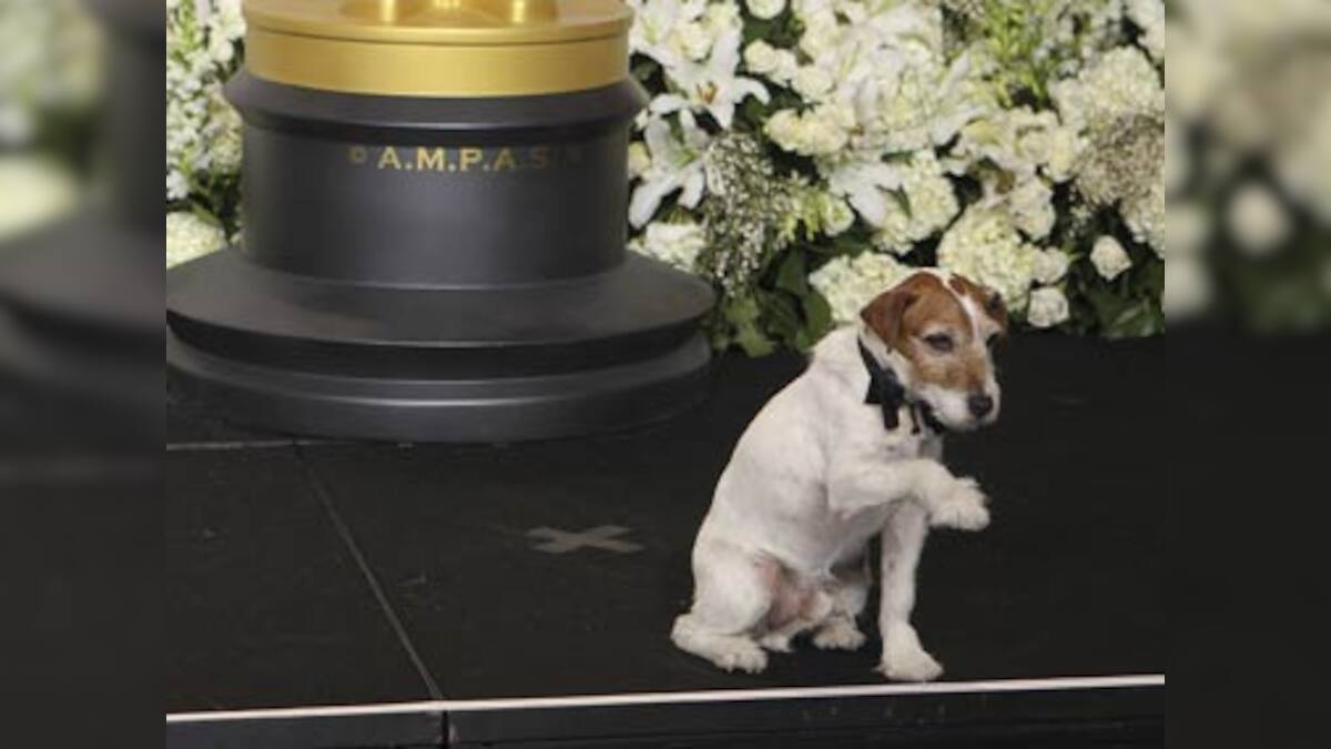 Uggie's paw prints immortalised in Hollywood – Firstpost