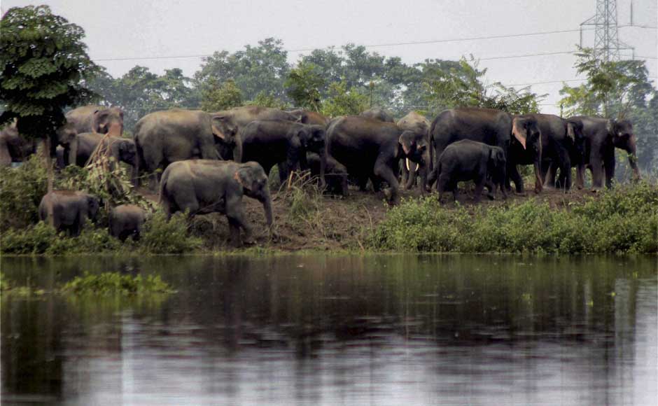 Images: No dry land in Kaziranga - Photos News , Firstpost