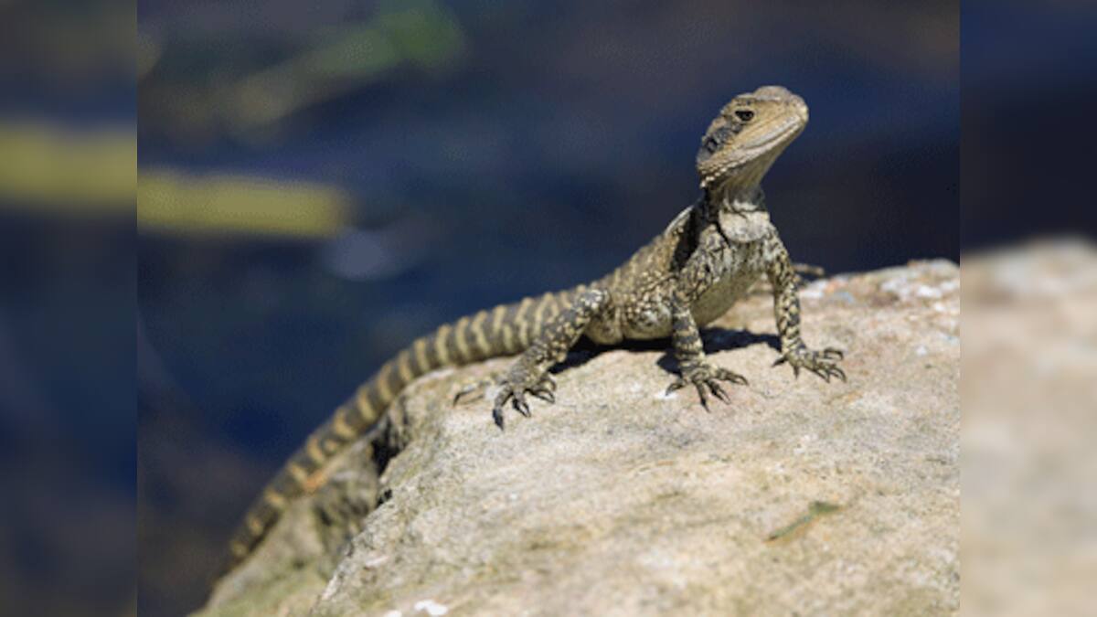 Large-scale scare: 6-foot lizard loose in Colorado – Firstpost